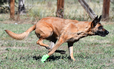 Dog Gear - Colorado Top Dog - Dog Equipment for Active Dogs