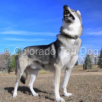 Client Photos - Colorado Top Dog - Dogs Enjoying the Outdoors